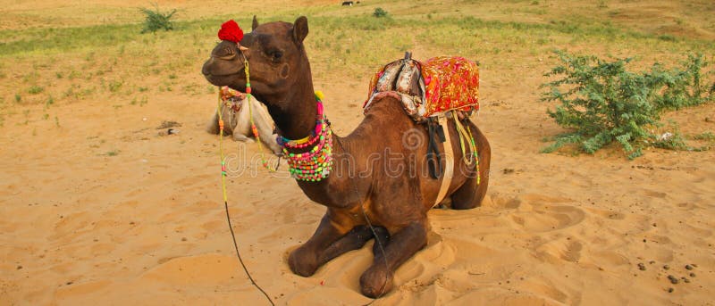 Camel in Rajasthan desert stock photo. Image of desert - 27519368