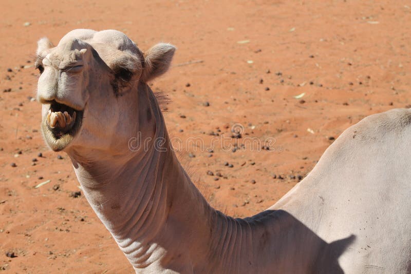 Camel in the Red Desert of Australia Stock Photo - Image of summer ...