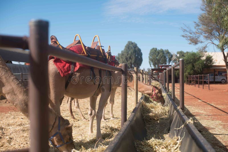 Camel in a Red Halter at Sunset Stock Photo - Image of halter, food ...