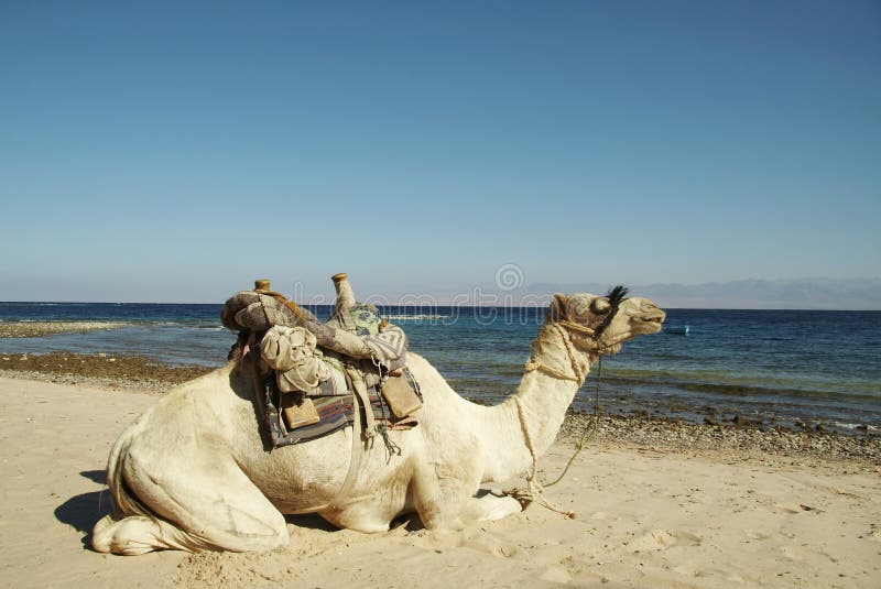 Camel on the Red Sea Coastlines Stock Photo - Image of egypt, ride ...