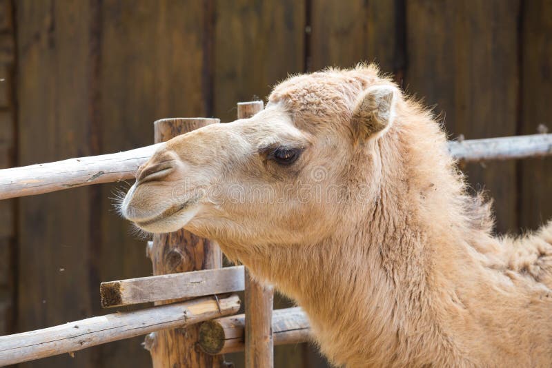 Camel Relax in Spring Sunshine Day. Stock Image - Image of america ...