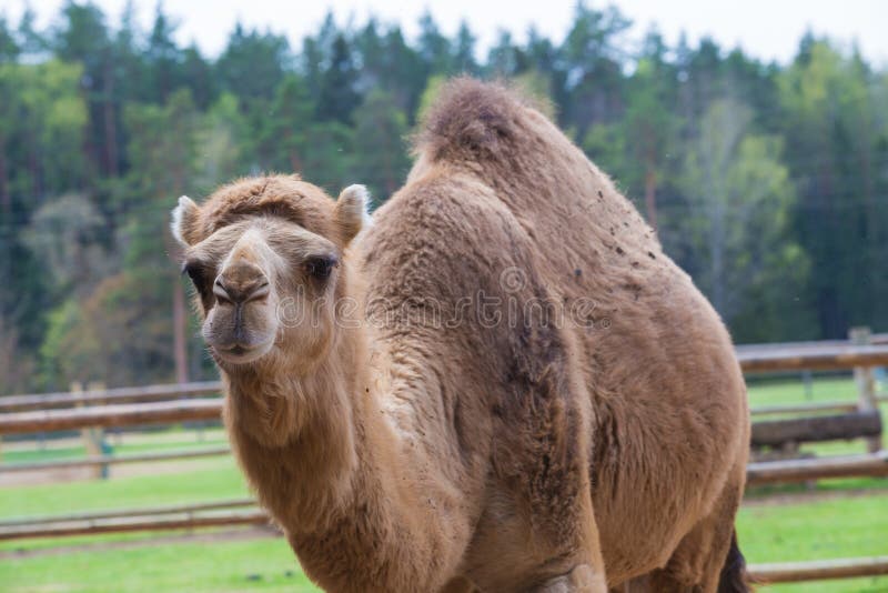 Camel Relax in Spring Sunshine Day. Stock Image - Image of arabian ...
