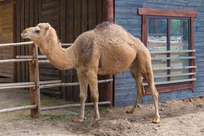 Camel Relax in Spring Sunshine Day. Stock Photo - Image of farm, dubai ...