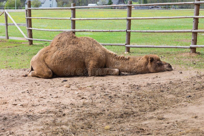 Camel Relax in Spring Sunshine Day. Stock Photo - Image of africa ...