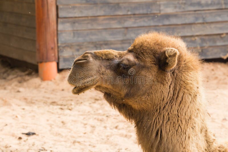 Camel Relax in Spring Sunshine Day. Stock Photo - Image of head, face ...