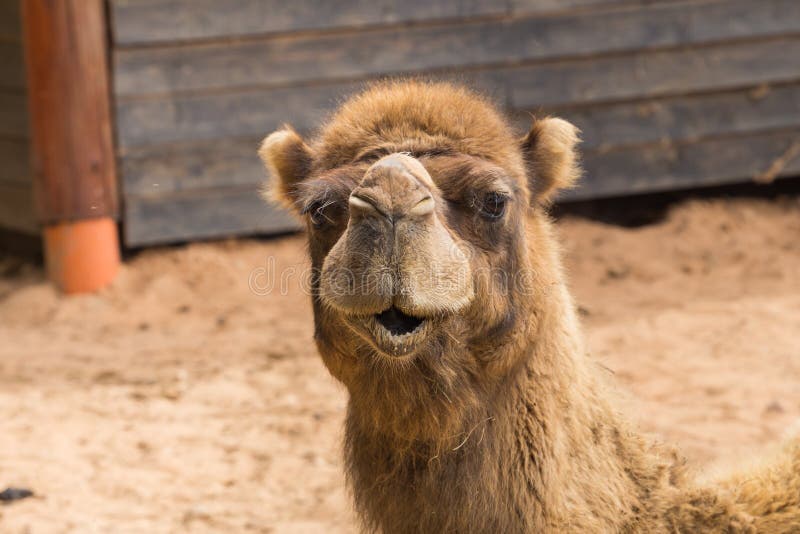 Camel Relax in Spring Sunshine Day. Stock Photo - Image of africa ...