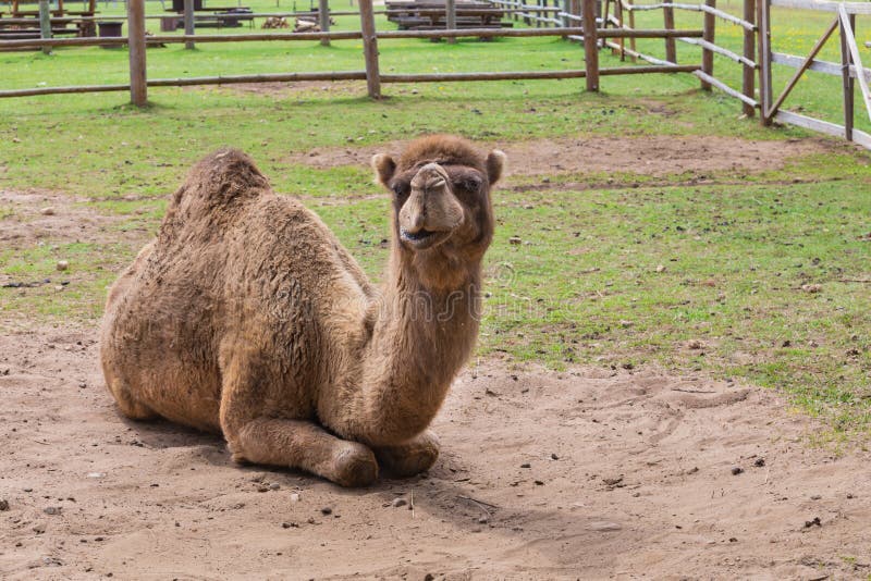 Camel Relax in Spring Sunshine Day. Stock Image - Image of brown ...