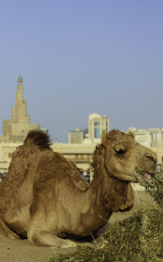 Camel relaxing on beach stock image. Image of arabia - 152578719