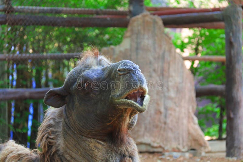 Camel stock photo. Image of animal, arabian, nubra, quarter - 71049934