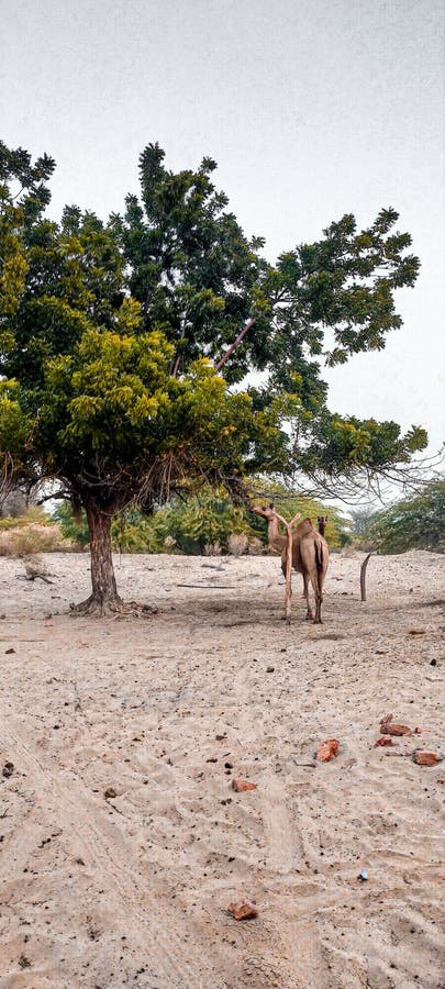 Camel Under Neem Tree in a Desert Stock Image - Image of camel, pasture ...