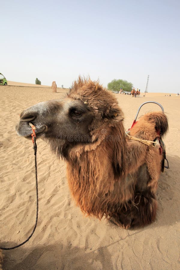 Camel stock photo. Image of camel, friend, tool, mind - 61442464
