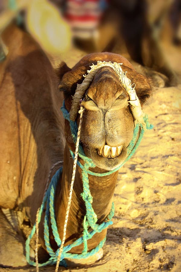 Camel at rest stock image. Image of safari, culture, mammal - 62568059