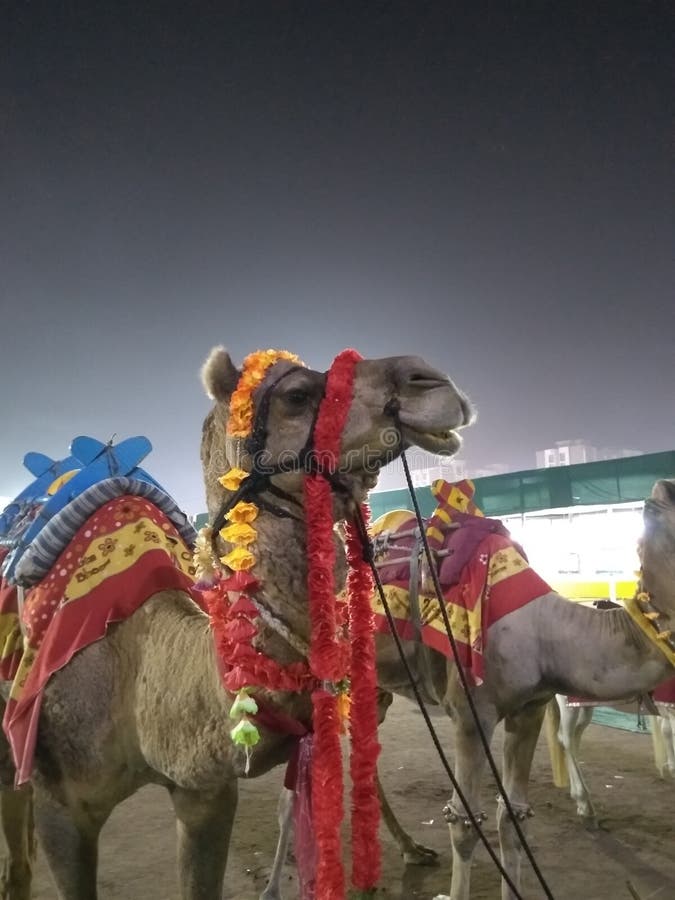 Camel are rest on the sand stock image. Image of rest - 168588689