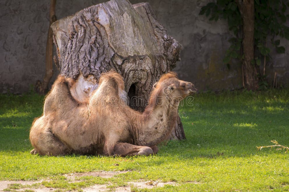Camel Rest in the Shadow stock photo. Image of animal - 122699930