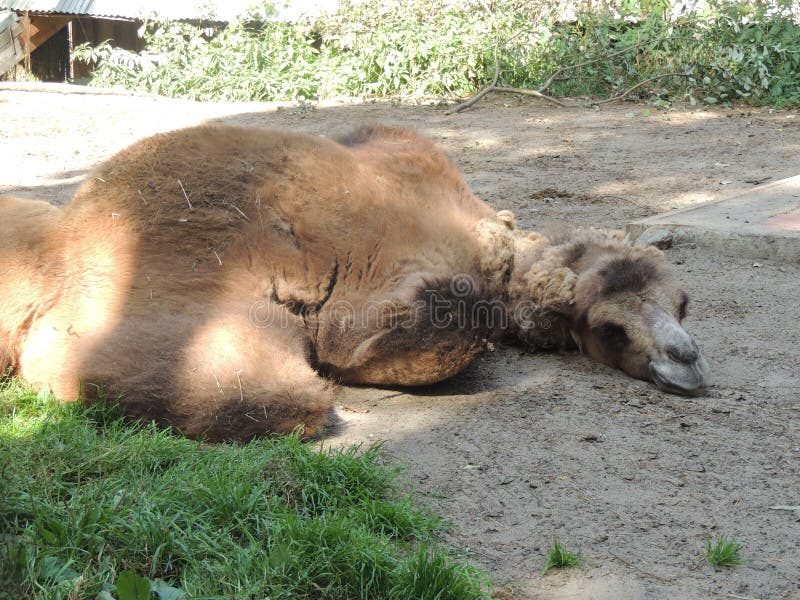 A camel resting alone stock image. Image of resting - 291340797