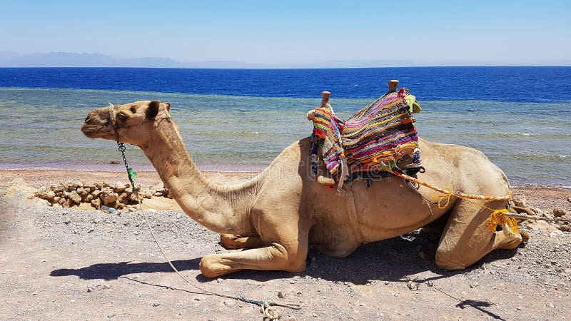 Camel with Saddle Resting Near the Sea Stock Image - Image of touristic ...