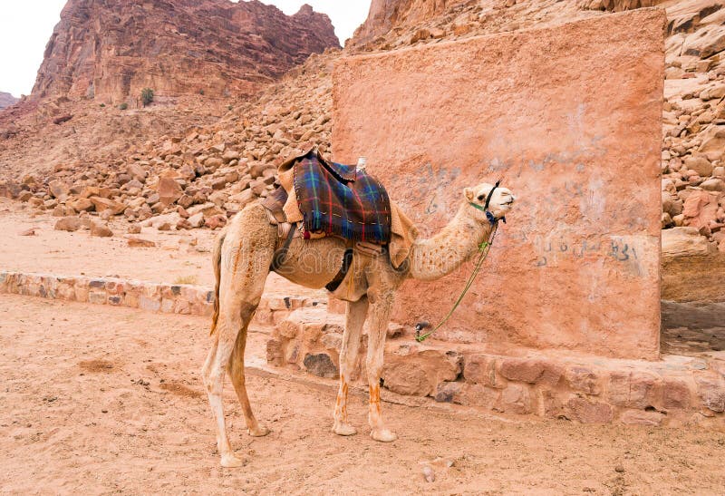Camel stock photo. Image of landscape, jordan, jordanian - 111573372