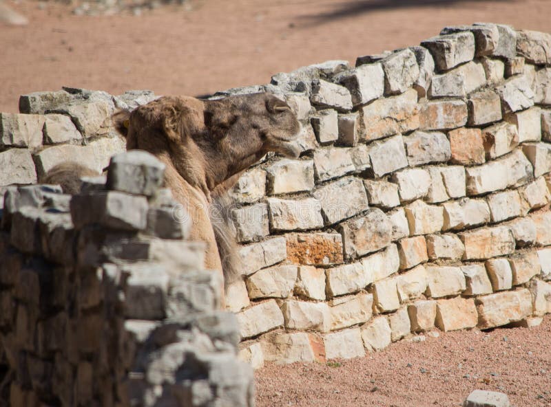Camel Resting Behind a Wall Stock Photo - Image of oasis, dubai: 211913304