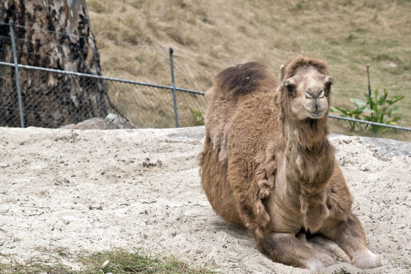 Camel is resting stock image. Image of dromedary, eyes - 108021025