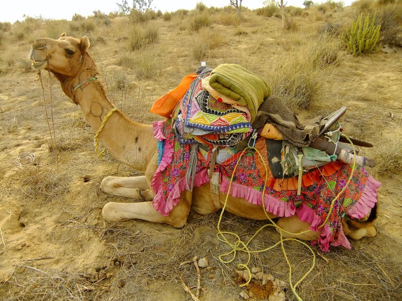 Camel Resting during Camel Safari, Thar Desert, India Stock Photo ...