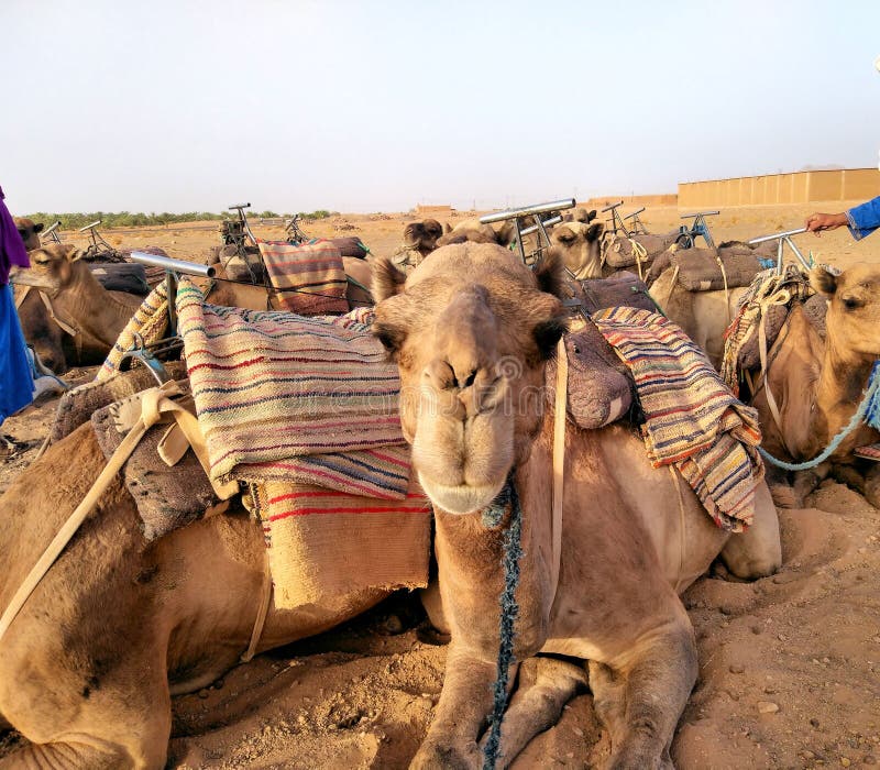 Camel resting stock photo. Image of rest, riding, desert - 100393046