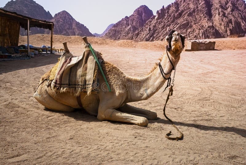 Camel resting on the sun stock photo. Image of sand - 170402678