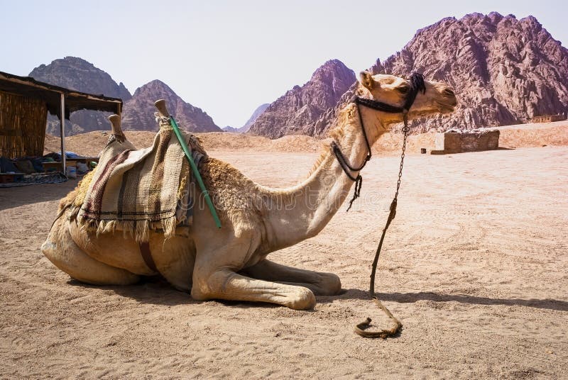 Camel in the Desert on the Sun Stock Image - Image of dune, landscape ...