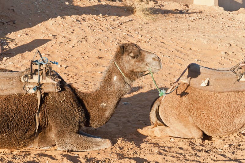 Camel at Erg Chebbi, Morocco Stock Photo - Image of animal, desert ...