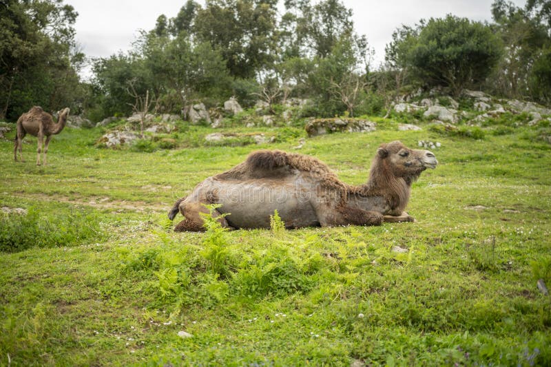 Camel Resting in a Green Field Under a Cloudy Sky Stock Image - Image ...