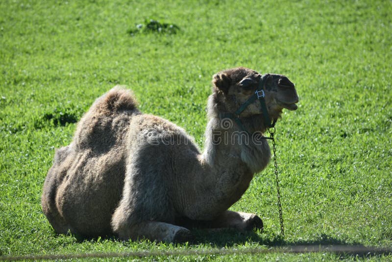 Camel stock photo. Image of resting, camel, desert, africa - 140839530