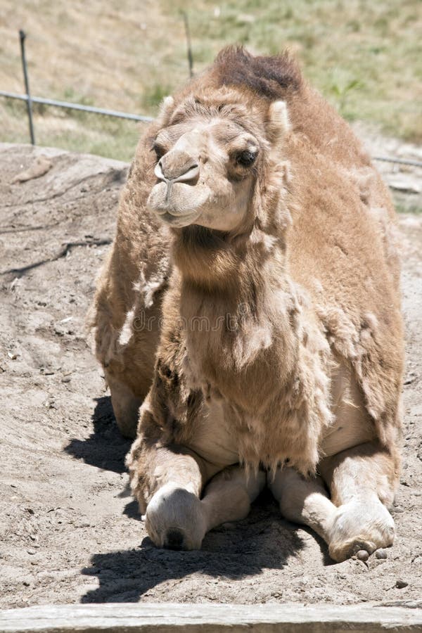 The Camel is Resting in the Sand Stock Photo - Image of brown, eyes ...