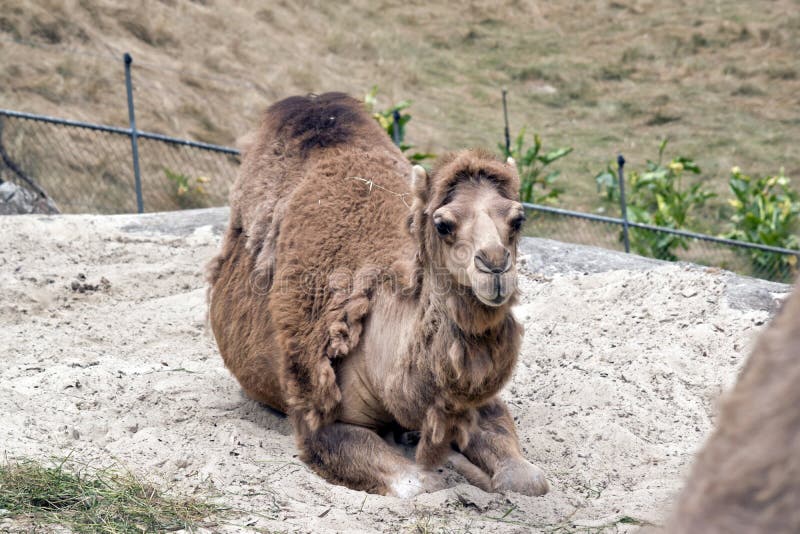 Camel is sitting stock image. Image of brown, sitting - 108420959