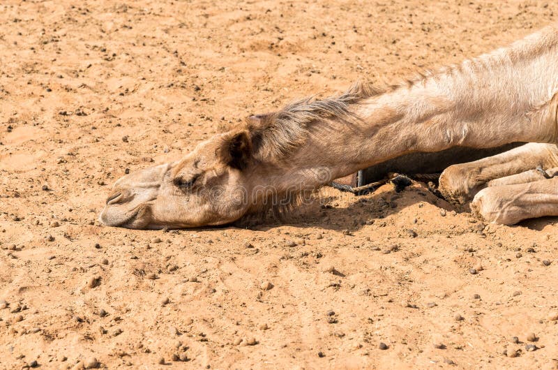 Camel Resting on the Sand in the Wahiba Sands of Desert in Oman Stock ...