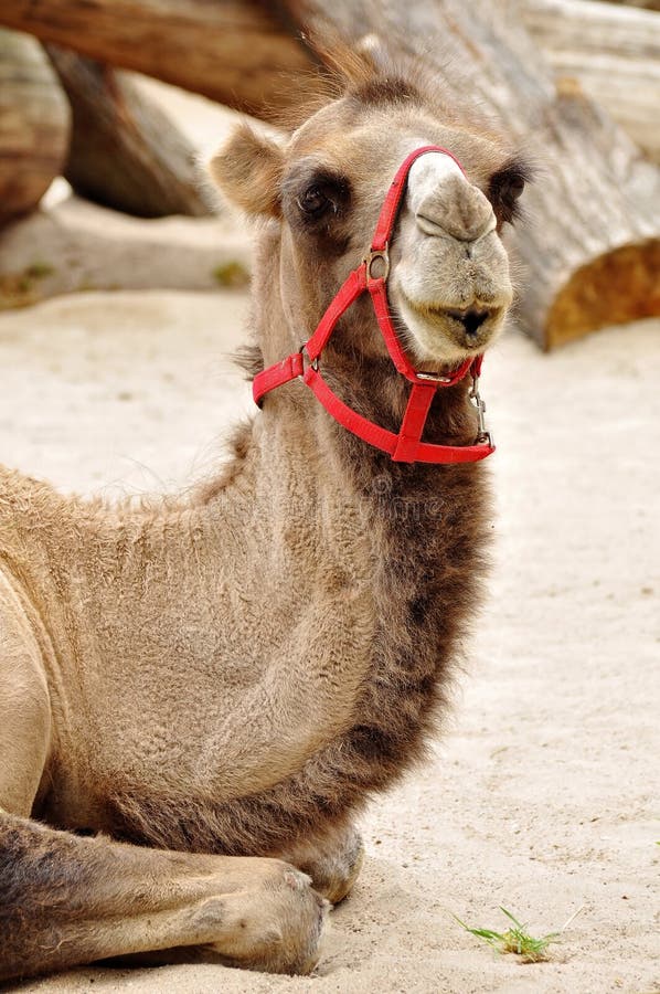 Camel stock image. Image of beige, care, camelidae, animal - 48532171