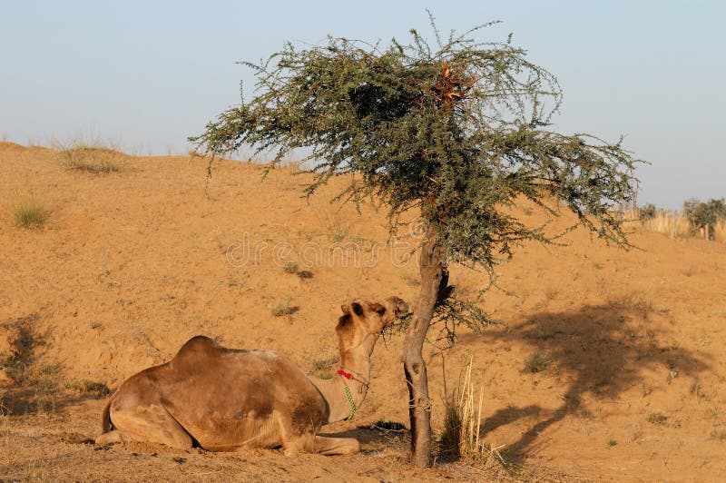Camel stock image. Image of rajhastan, adventure, camel - 36813991