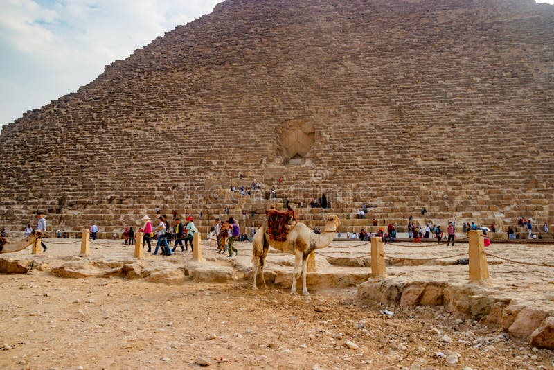 Camel Near the Ancient Pyramid in Cairo, Egypt Editorial Photography ...