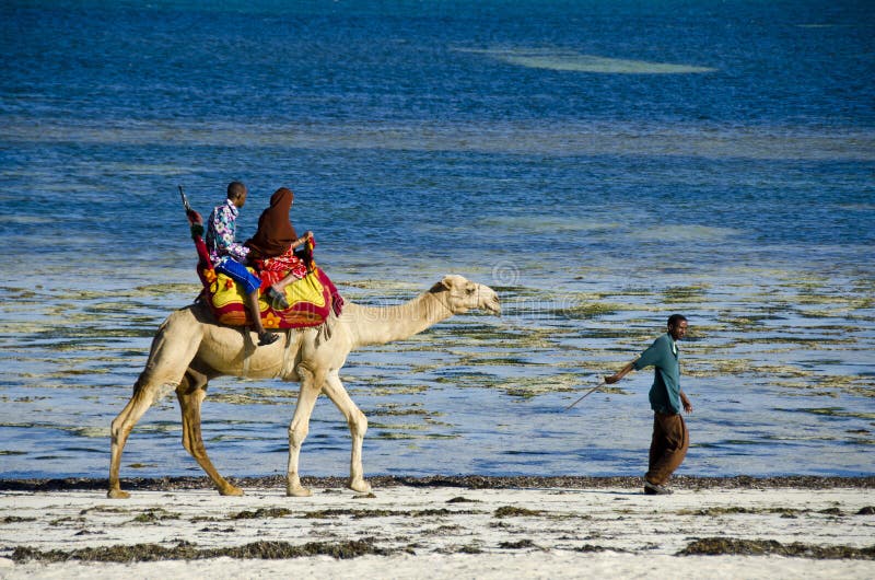 Camel Ride And Desert Activities In The Judean Des Editorial Image ...