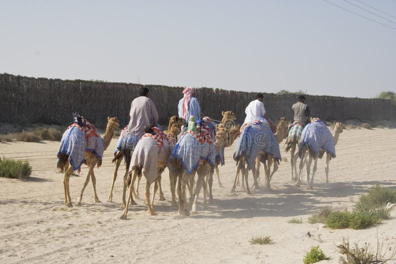 Camel Ride stock image. Image of outside, mammal, ride - 4038145