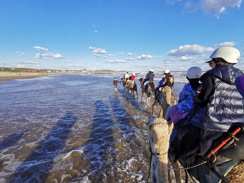 Camel Ride in Anna Bay @ Â Port Stephens, Australia Editorial Stock ...