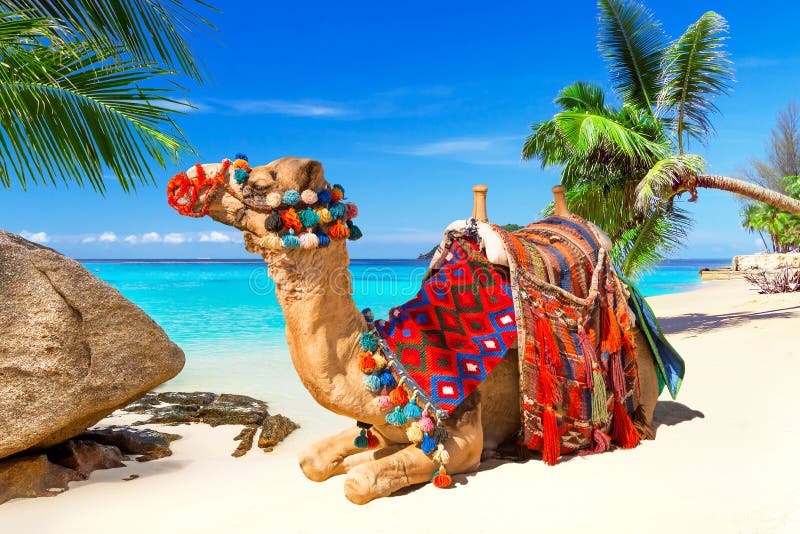 Camel ride on the beach stock photo. Image of beach, muzzle - 84732986
