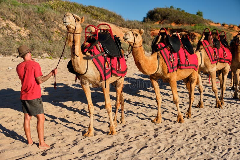 Camel ride - Broome editorial photography. Image of lat1792887484 ...