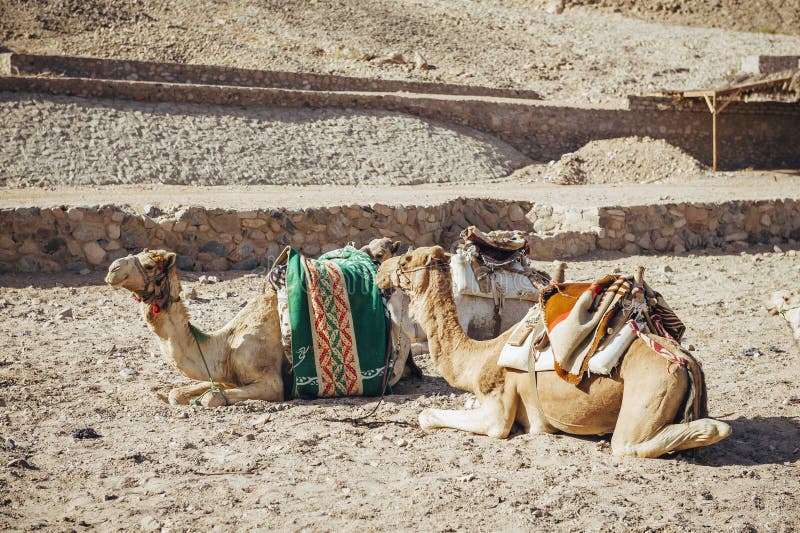 Camel Ride at Desert Safari in Egypt. Camels Resting in the Thar Desert ...