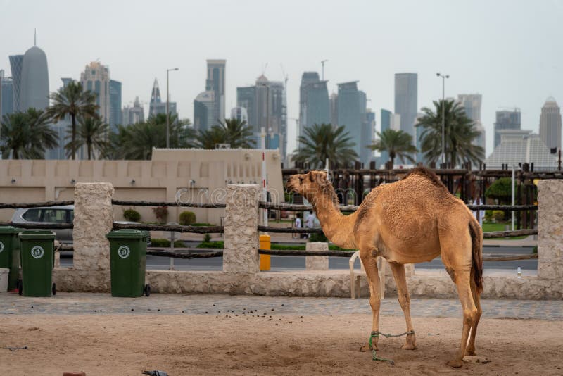 Camel Ride Doha stock photo. Image of tourism, walking - 281485892