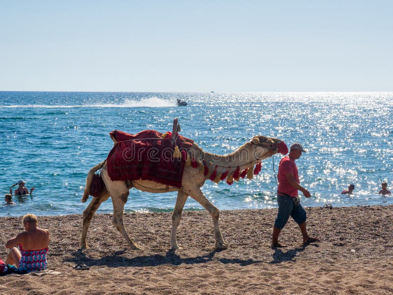 Camel Ride on Kleopatra Beach Editorial Photography - Image of ...