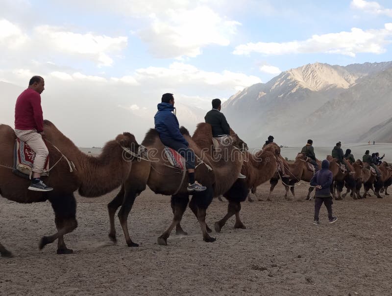 Camel Ride in Nubra Valley. Editorial Photo - Image of valley, nubra ...