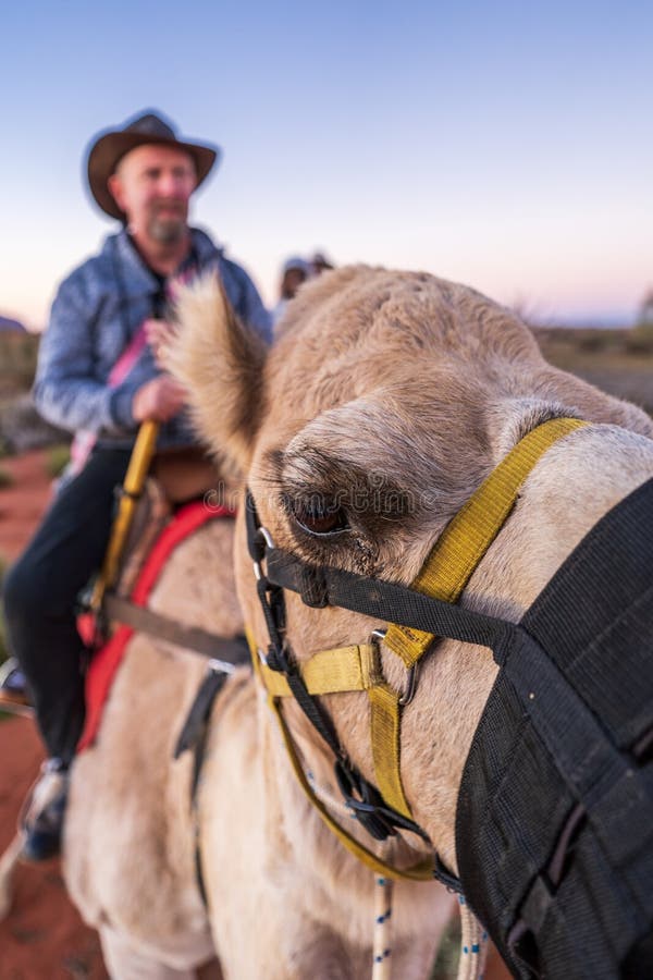 Ayers Rock Camel Stock Photos - Free & Royalty-Free Stock Photos from ...
