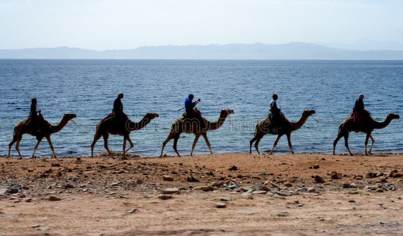 Camel Riders on the Red Sea Beach in Egypt Stock Photo - Image of ...