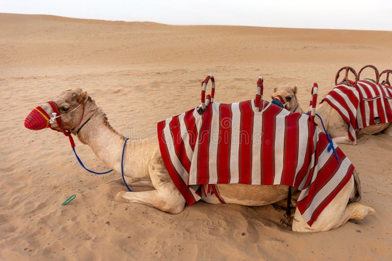 Camel Rides in the Desert with Two Decorated Camels Stock Photo - Image ...