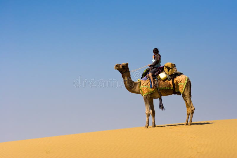 Camel riding stock photo. Image of india, wildlife, destination - 4211966