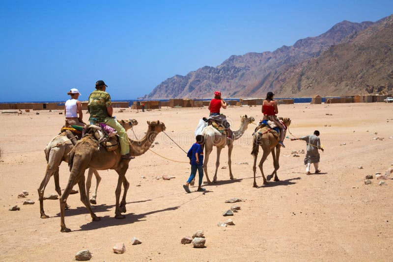Camel Riding Excursion, Egypt Editorial Stock Photo - Image of sharm ...